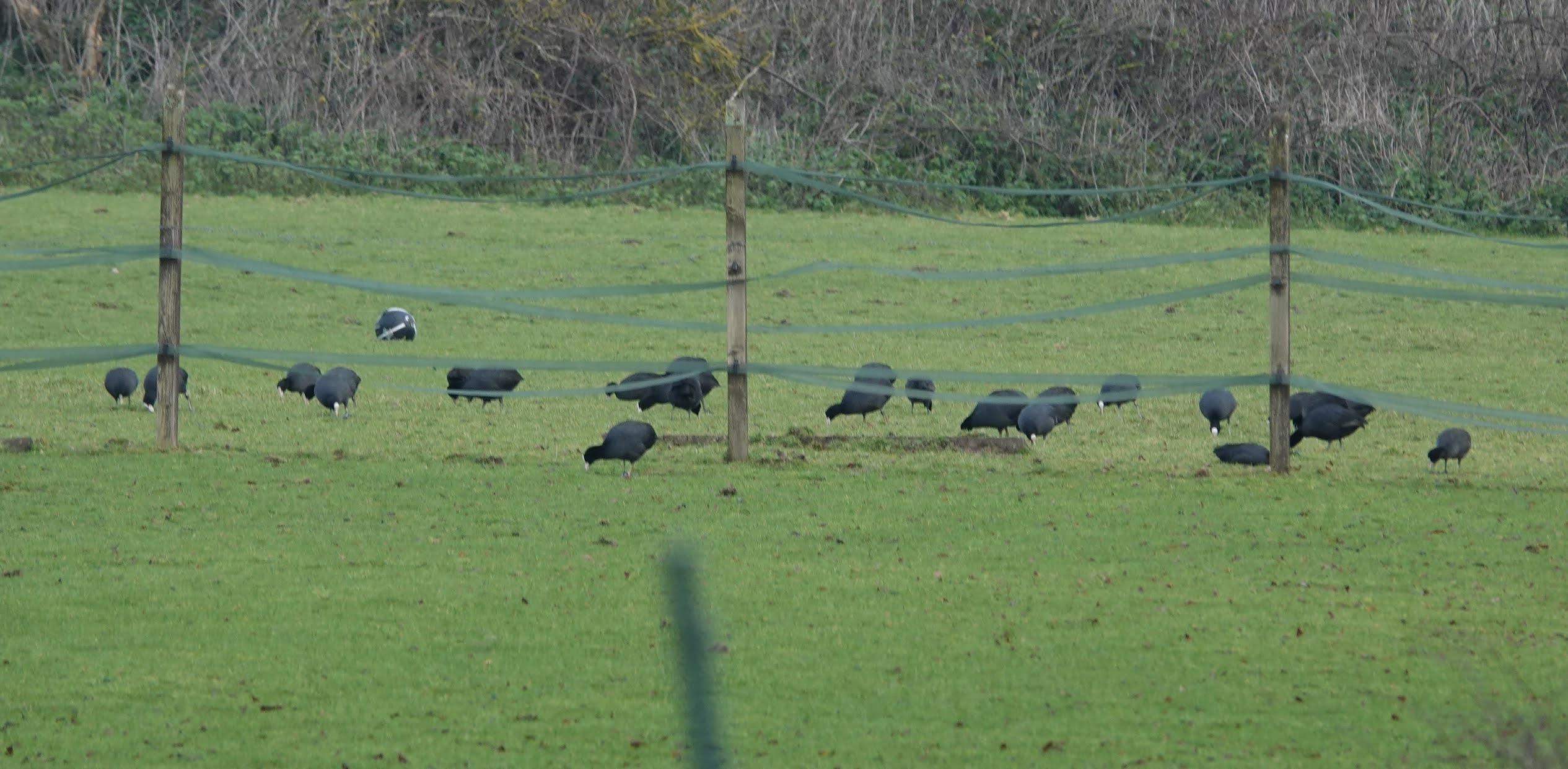 BlueEyedBirder.com: Green Urban Birding - The Hoo Loop - 7th January 2021