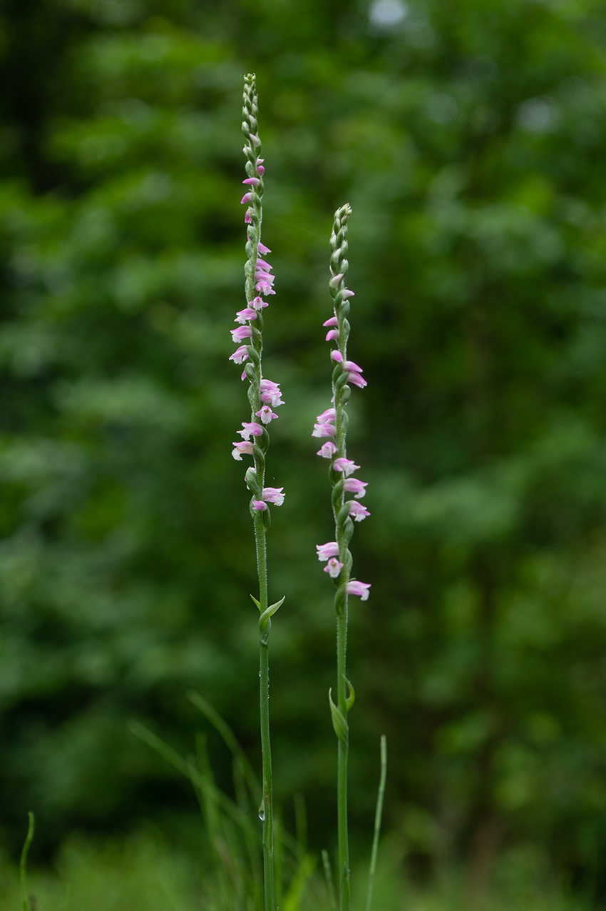 野の花百景: ネジバナ（Nejibana）