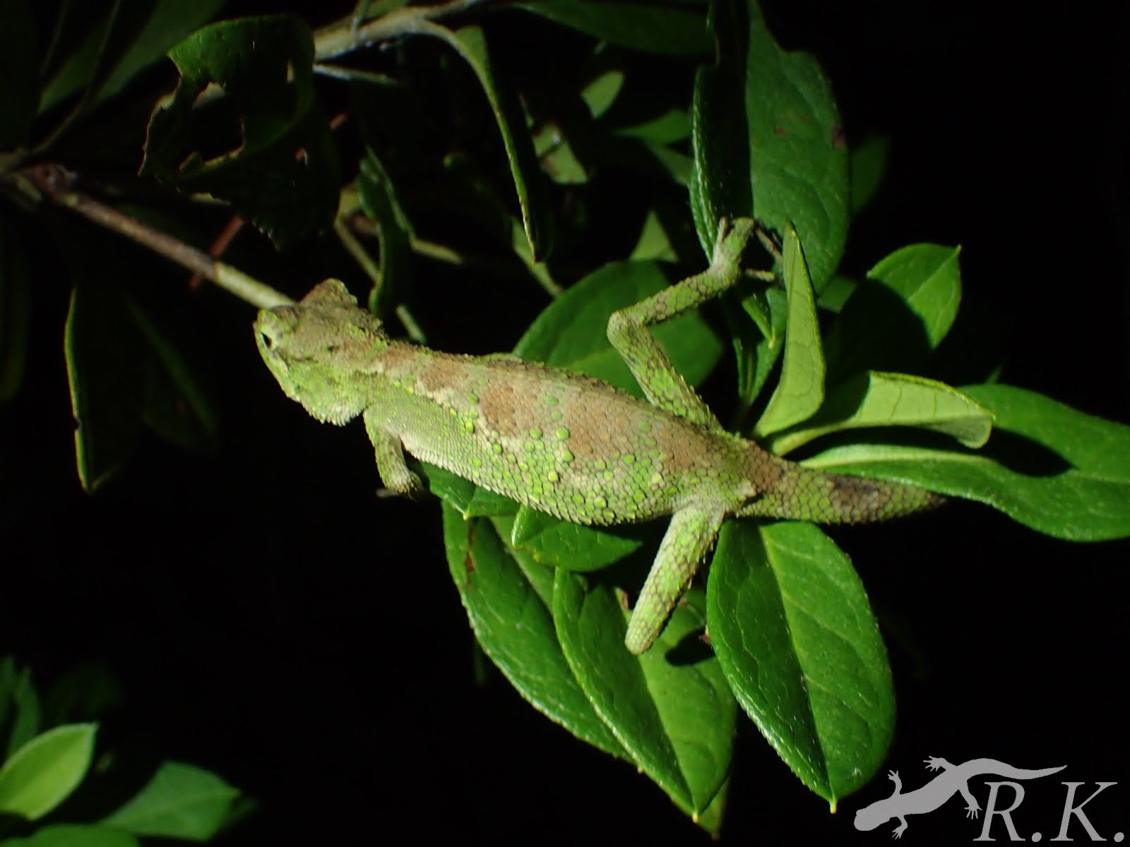 小さな隣人たちの世界: オキナワキノボリトカゲ Diploderma polygonatum polygonatum Hallowell, 1861