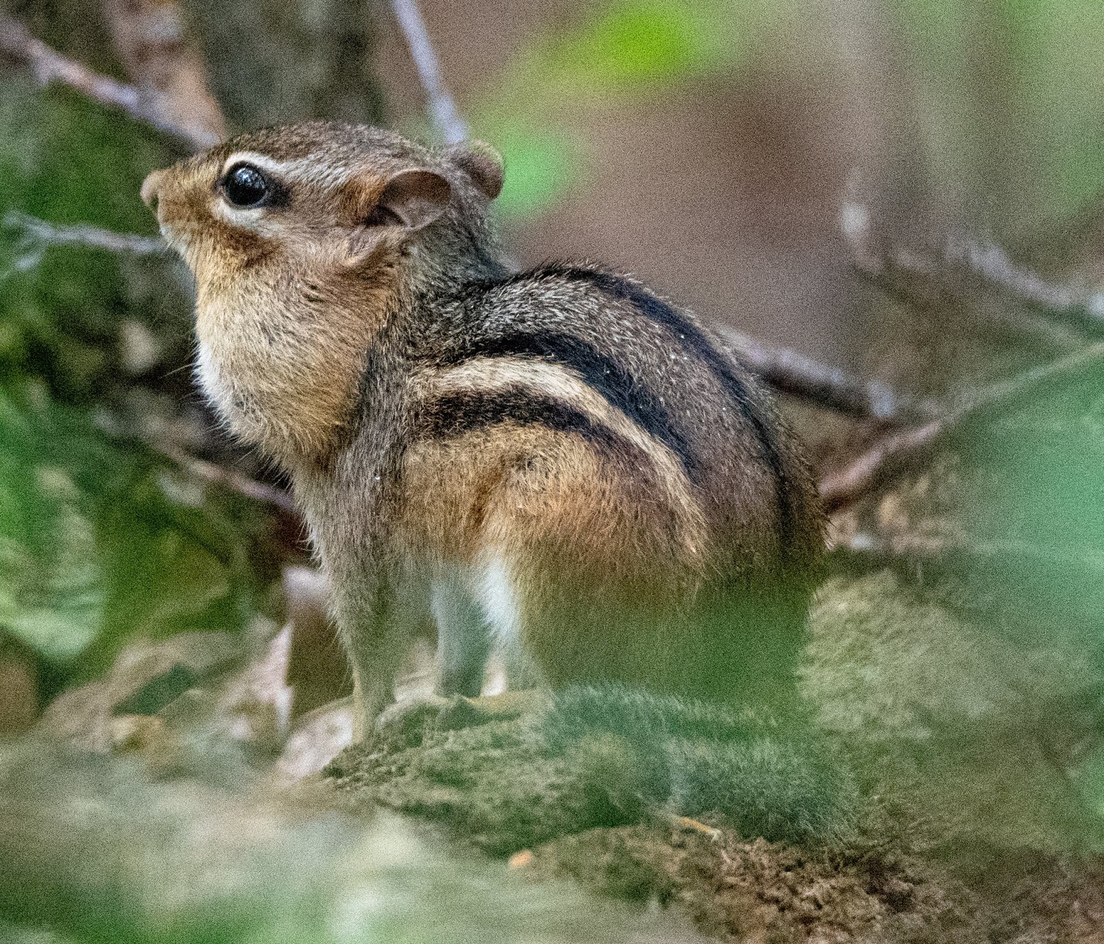 Nikoncole= Nikon + Niccole: May 2019