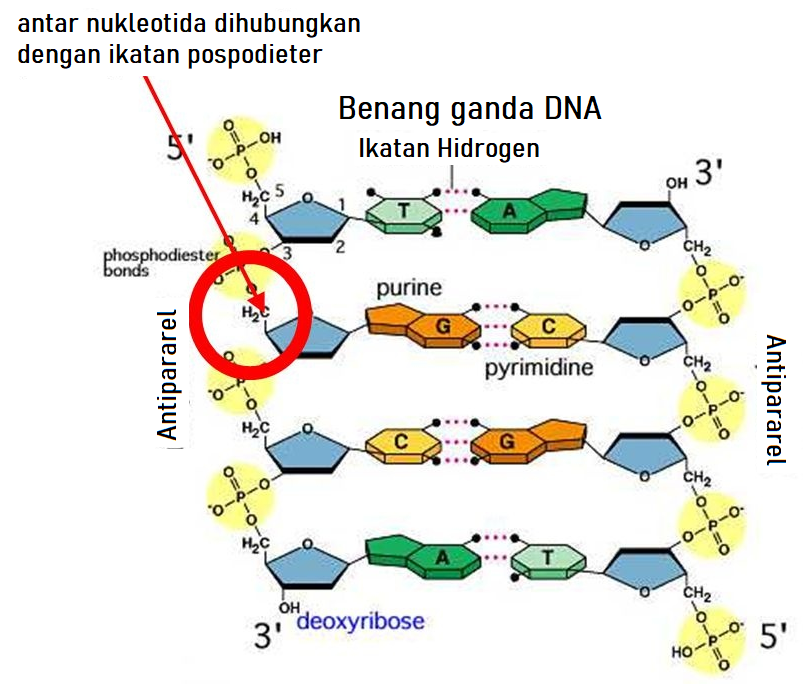 Catatan prestasi Guru Biologi: APA ITU GEN?