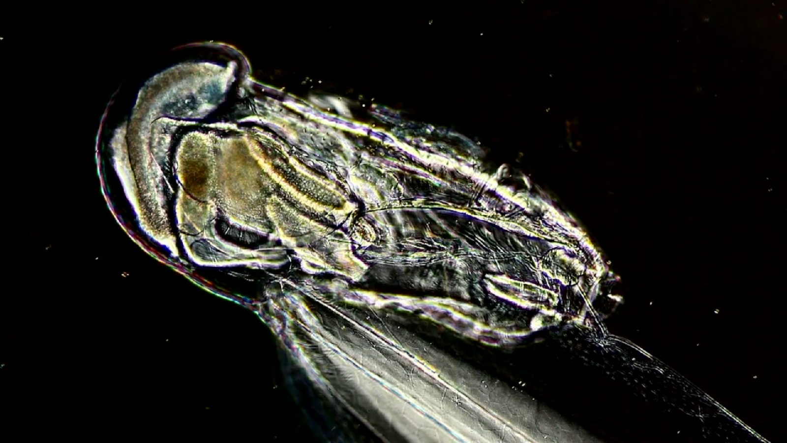 Real Monstrosities: Larvacea