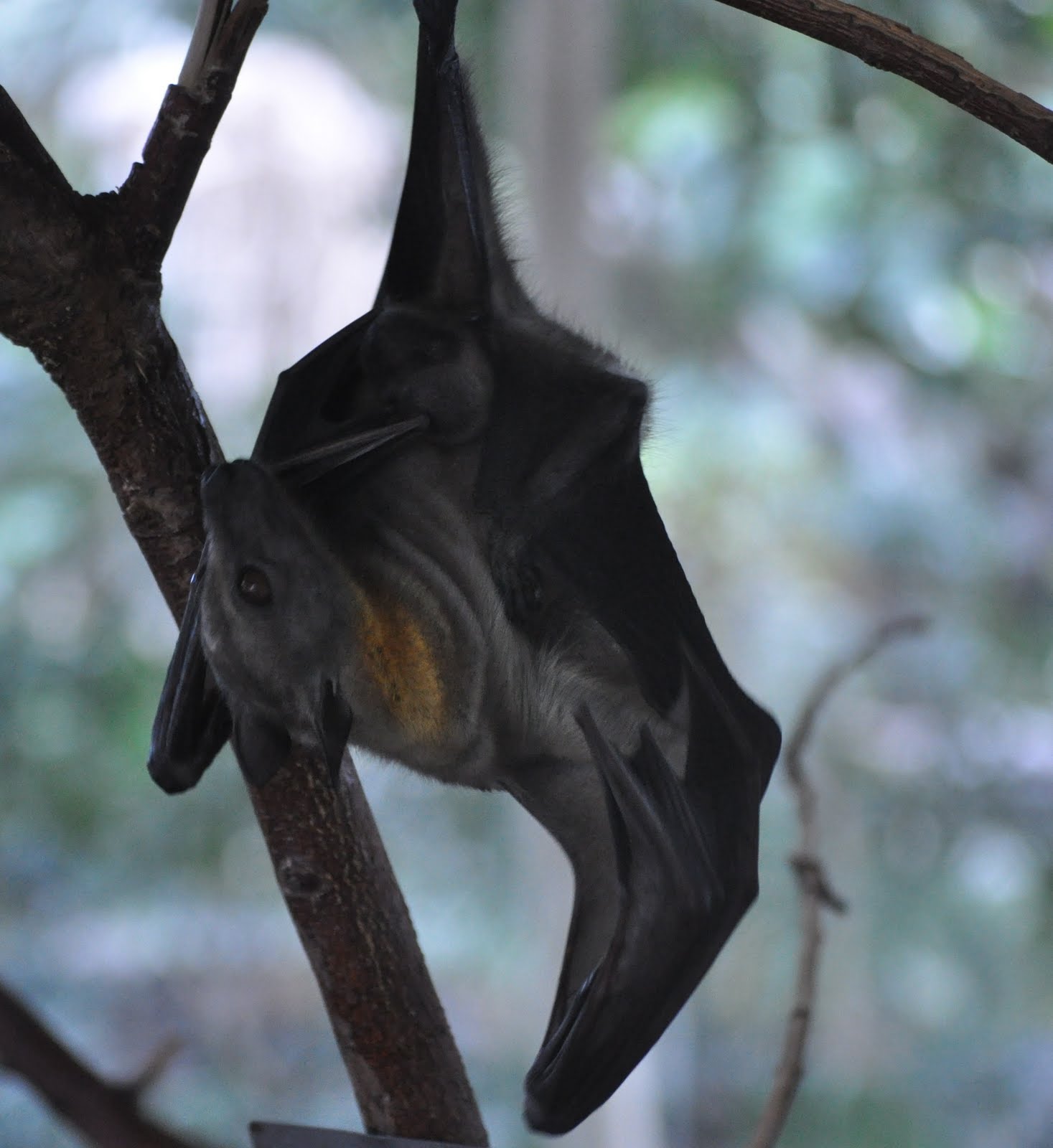 ZOOTOGRAFIANDO (6.100 ANIMALS): MURCIÉLAGO FRUGÍVORO PAJIZO / STRAW ...