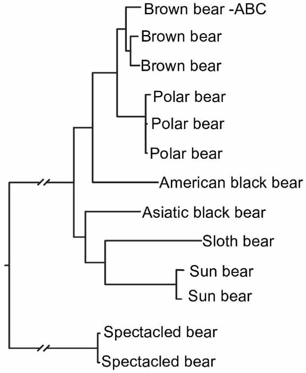 The Genealogical World of Phylogenetic Networks: Bears, genomes and ...