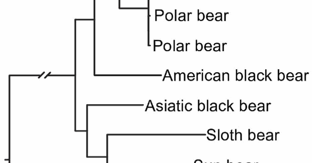 The Genealogical World of Phylogenetic Networks: Bears, genomes and ...