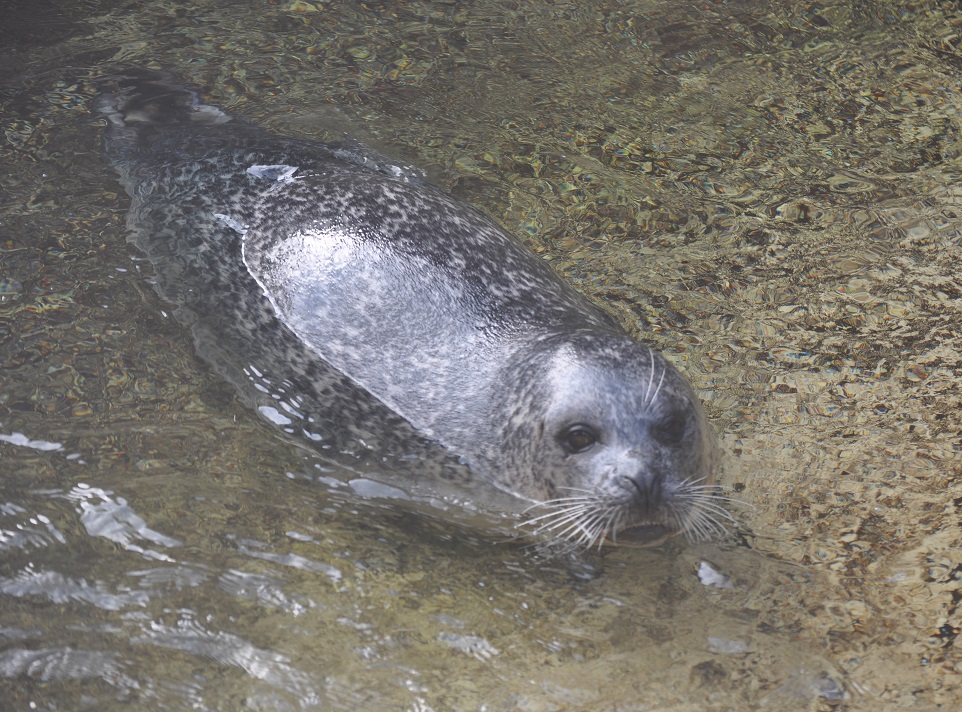 ZOOTOGRAFIANDO (6.100 ANIMALS): FOCA COMÚN O MOTEADA / HARBOUR SEAL ...