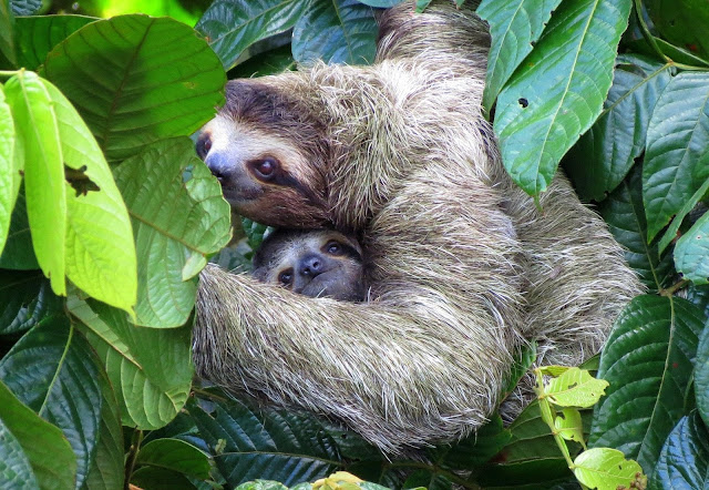 Brown Three-toed Sloth with Baby - Travels With Birds