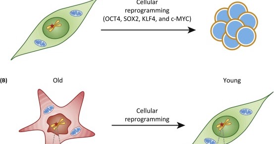 Scientia potentia est: Cellular reprogramming has been used to reverse ...