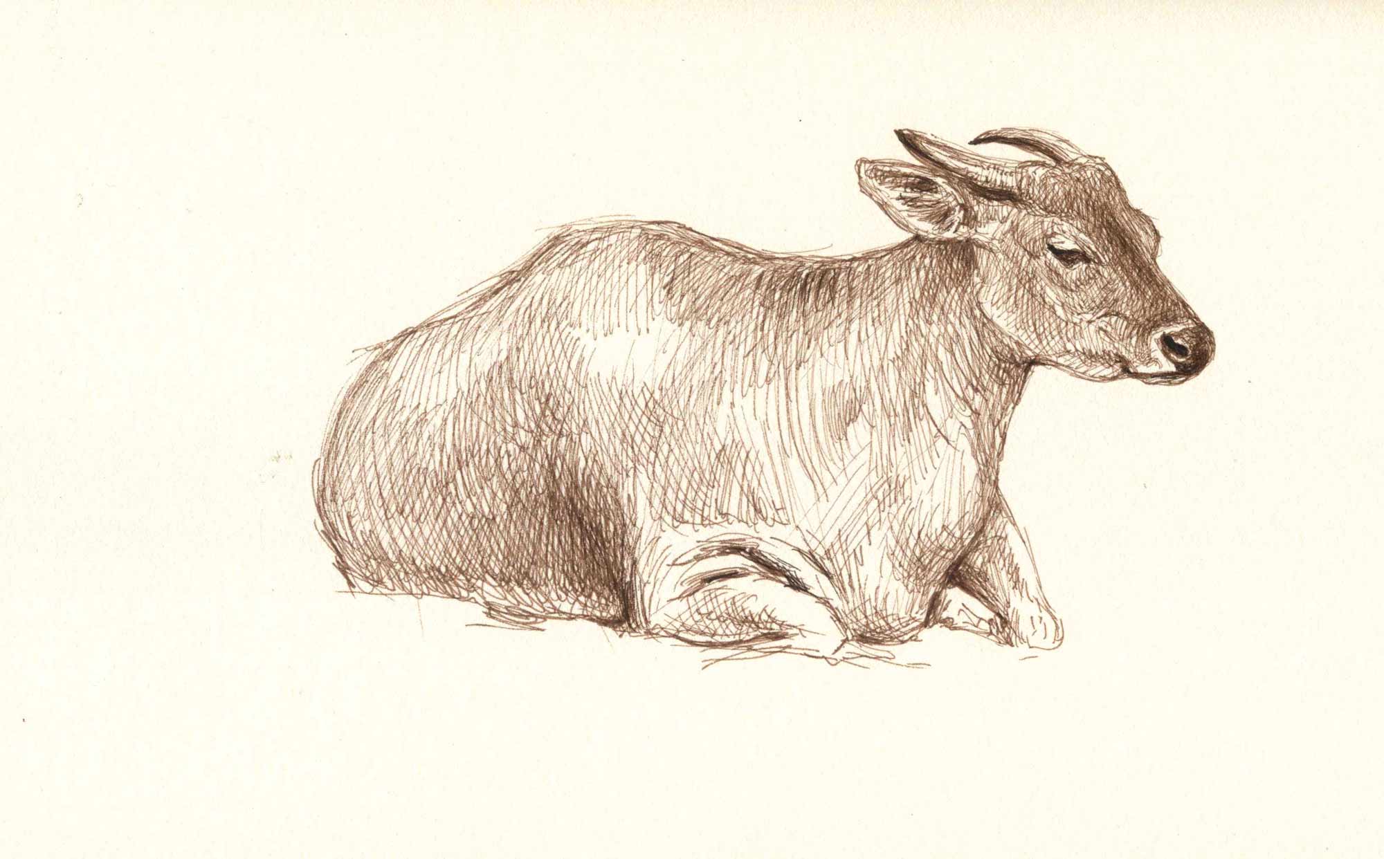 Indian Rhino and other zoo studies