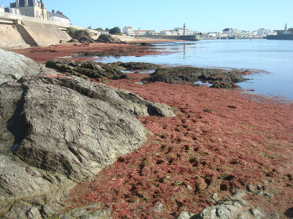 PHOTOS DE VENDEE: Les algues rouges