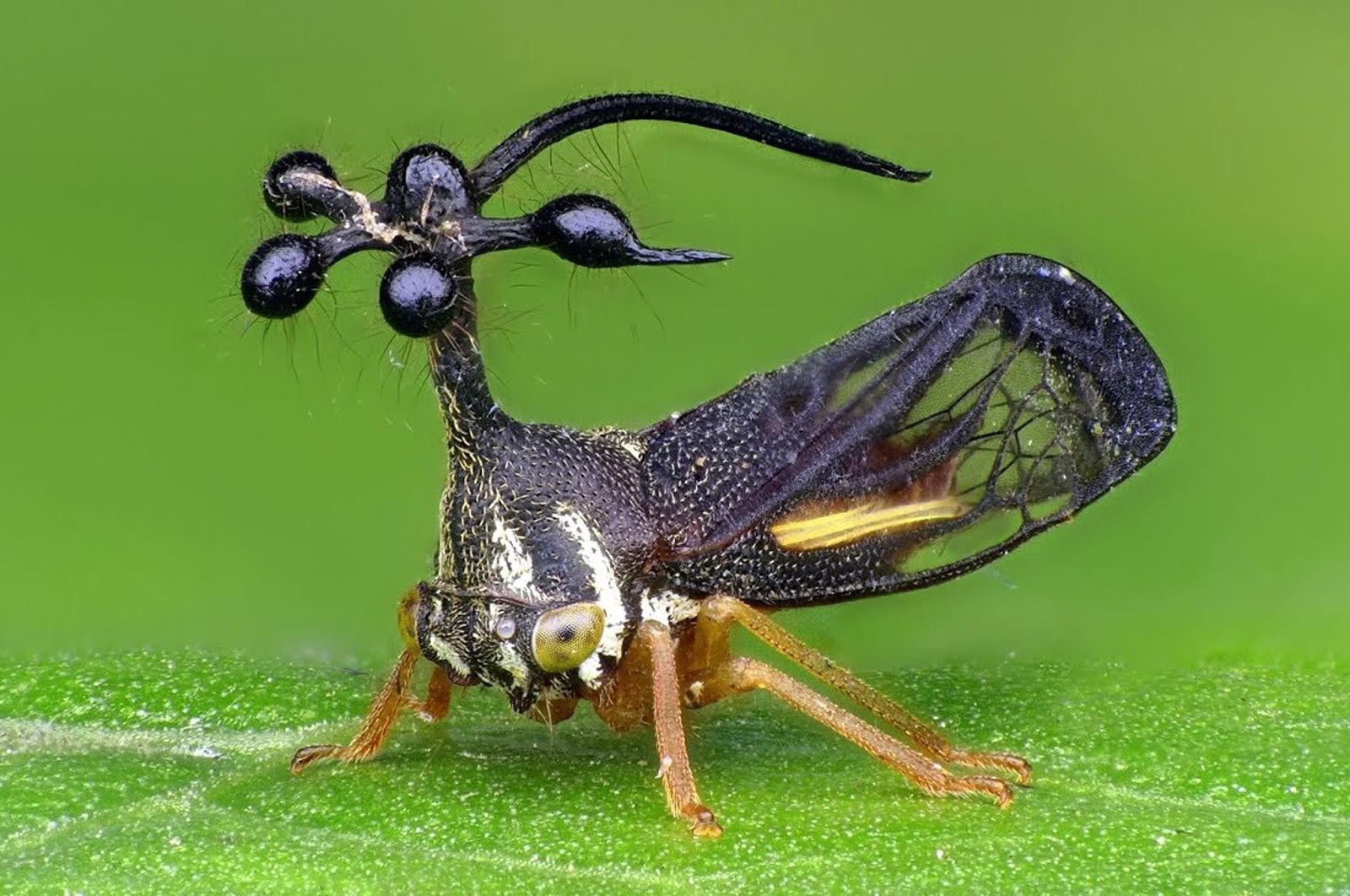 the igneous, the sedimentary and the metamorphic: assassin bugs ...