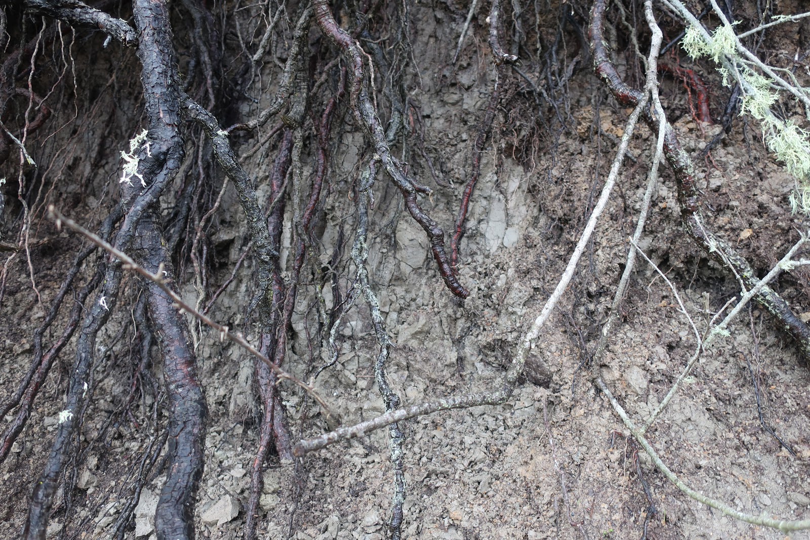 Reading the Washington Landscape: Landslide Split Tree Stump
