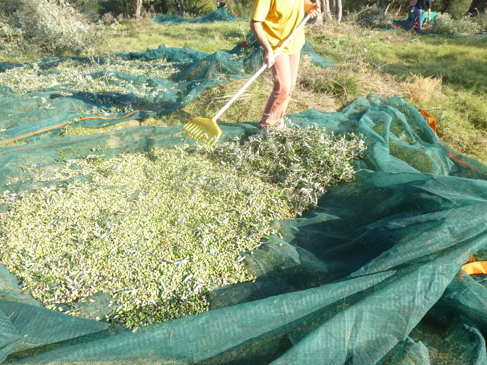 ΠΕΡΙΒΑΛΛΟΝ ΥΓΕΙΑ ΟΙΚΟΛΟΓΙΑ: ΣΥΓΚΟΜΙΔΗ ΕΛΑΙΟΚΑΡΠΟΥ-ΛΙΟΤΡΙΒΙ-ΑΠΟΘΗΚΕΥΣΗ ...