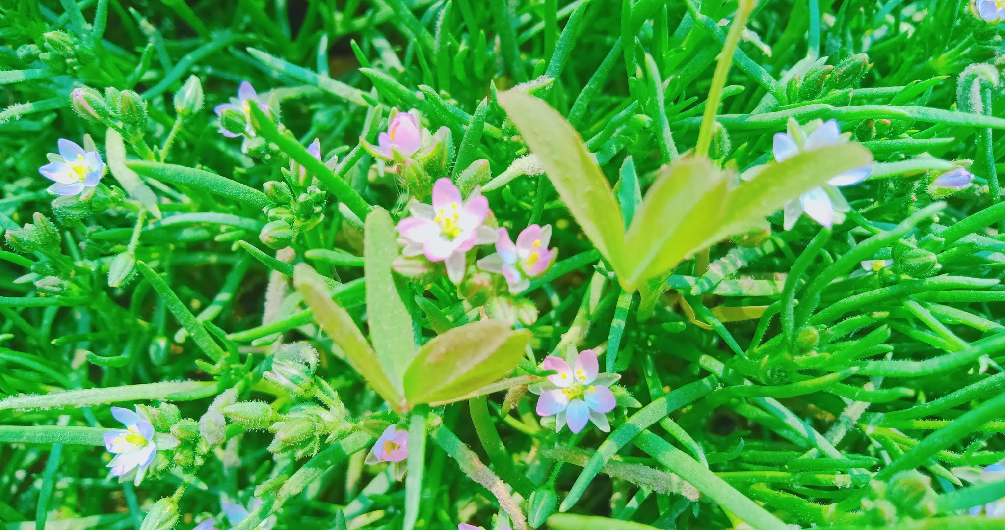 Amazing HD Green Follower's Wallpapers