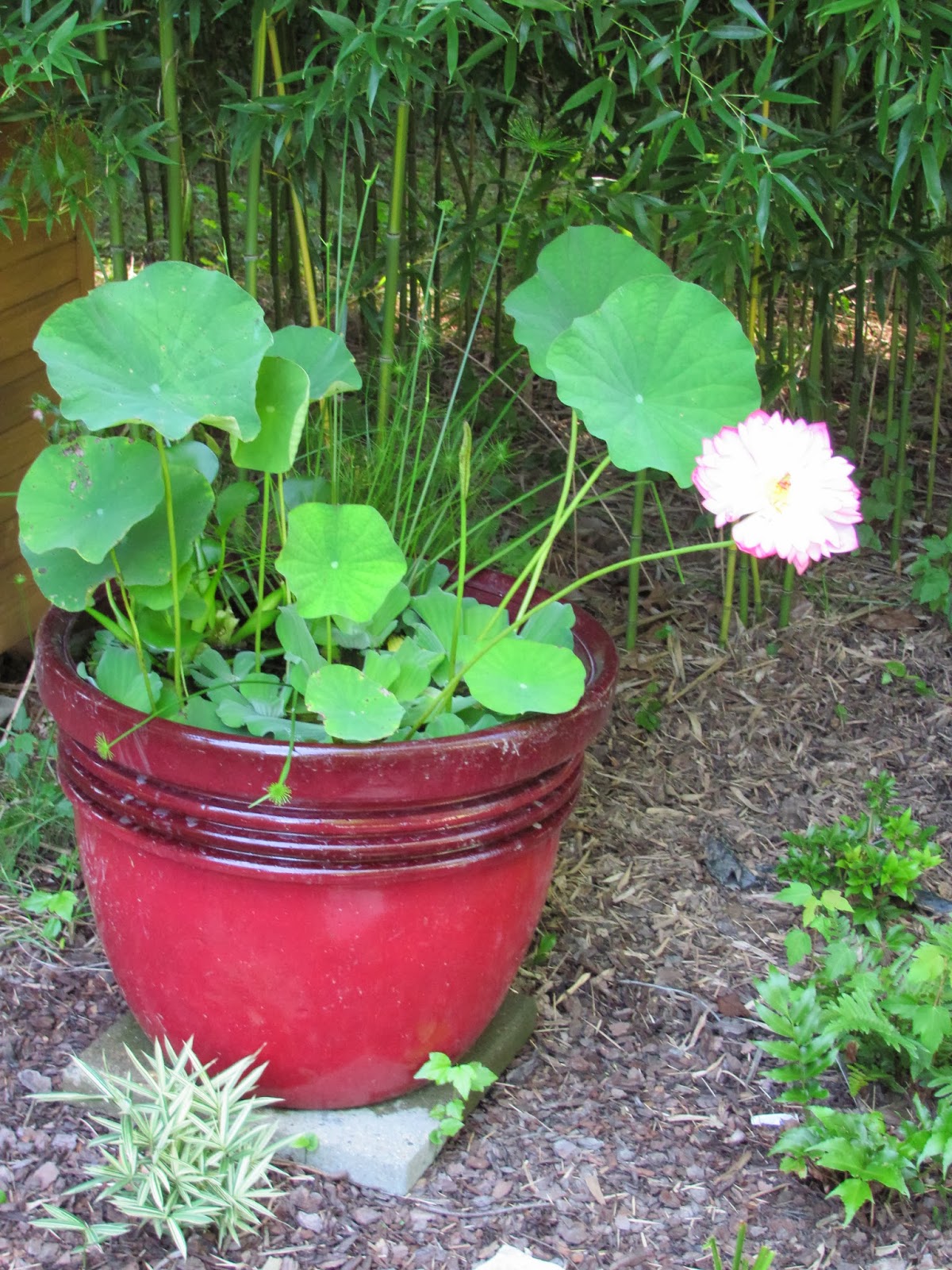 Botanical Junkie : Momo Botan Dwarf Lotus