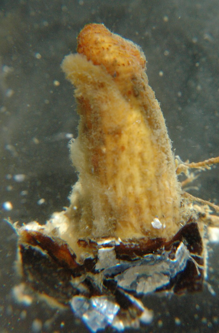 Harbor Watch: The Invasive Club Tunicate
