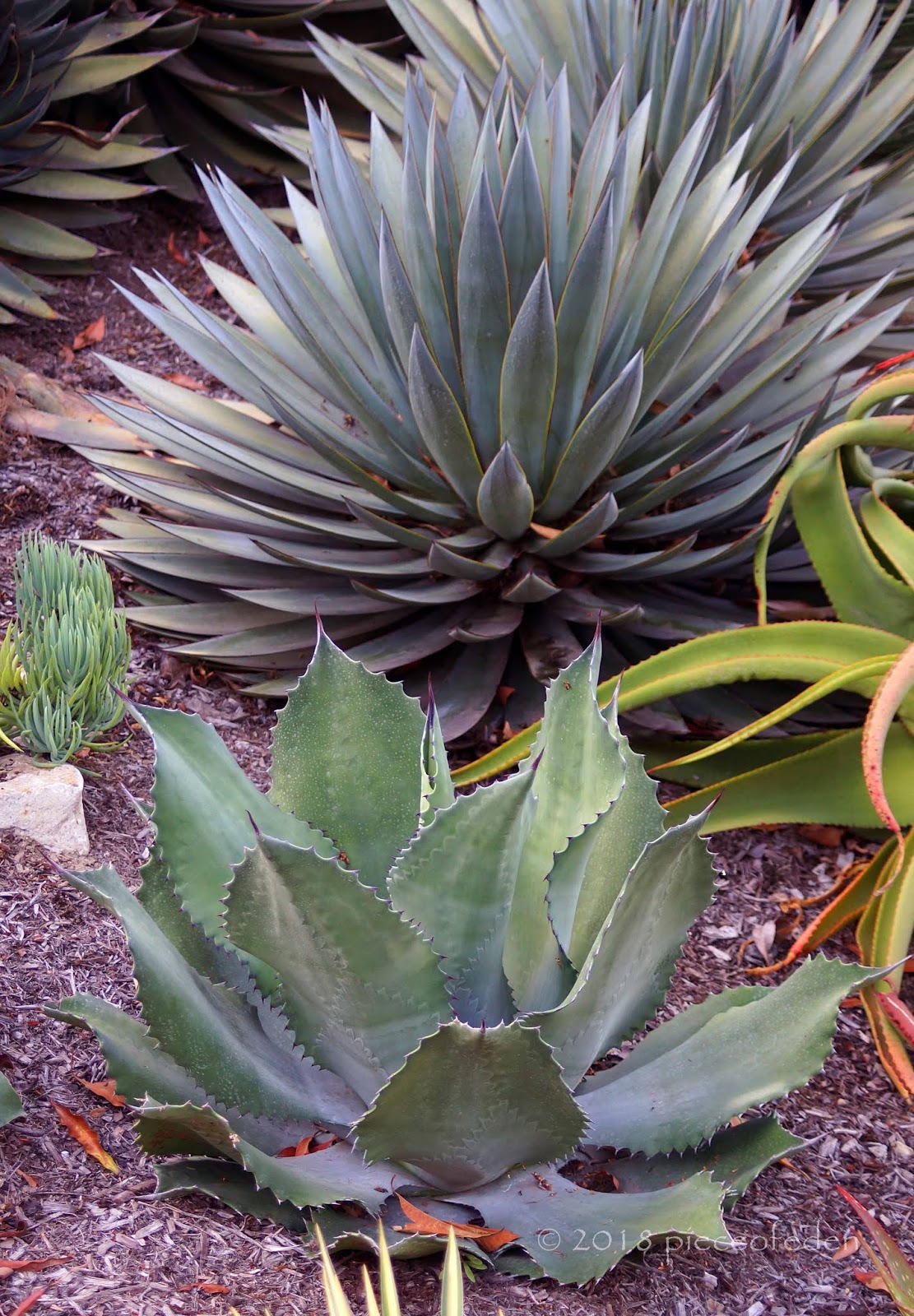 All The Agaves 2018 Edition