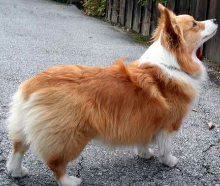 Info Menarik: ANJING WELSH CORGI