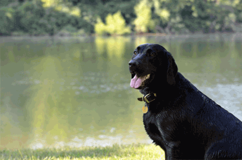 The Journal of Mr Ripley: July 2015