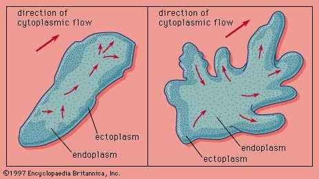 Blog de Biologia CMPA 201 2020: Material sobre protozoários