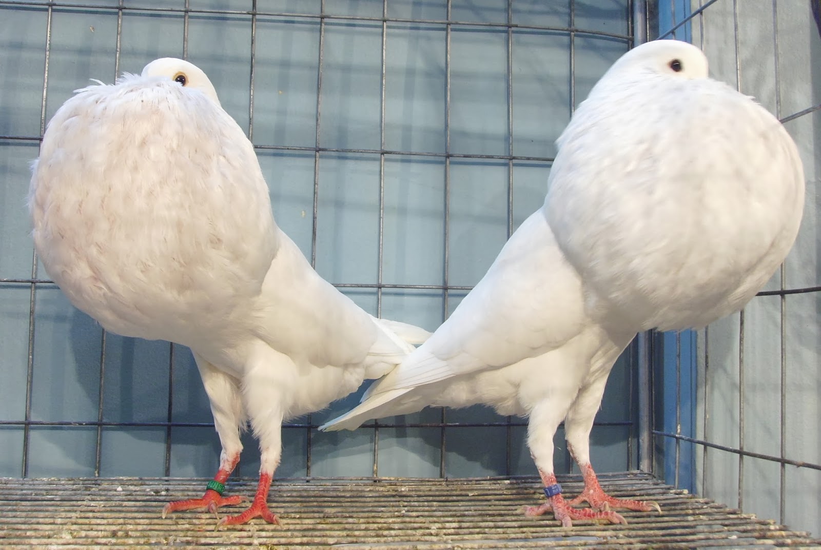 NORWICH CROPPER | WELCOME TO PIGEON LOVERS