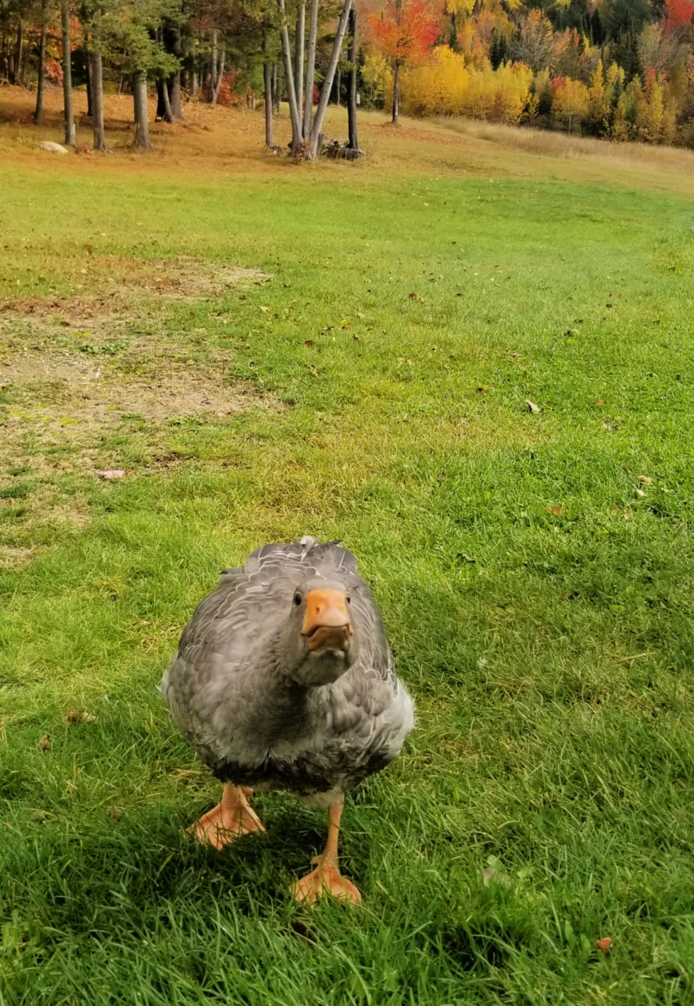 12 Fun Facts about Pet Geese - Fresh Eggs Daily® with Lisa Steele