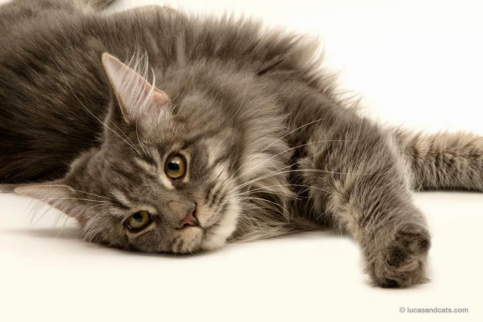 Cat and DOG Chat With Caren: PURE cat portraits by Lucas- are "Pure ...