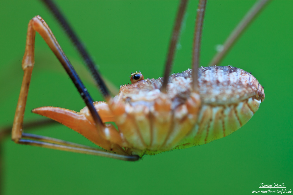 Thomas Marth Naturfotografie: Weberknechte