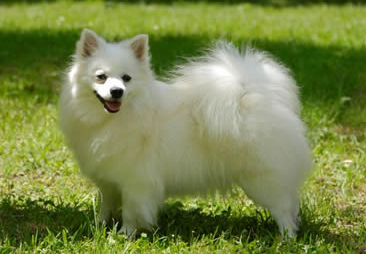 Italian Spitz