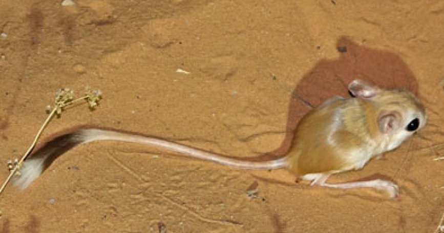 Sciency Thoughts: Jaculus jaculus & Jaculus hirtipes: Are the African ...