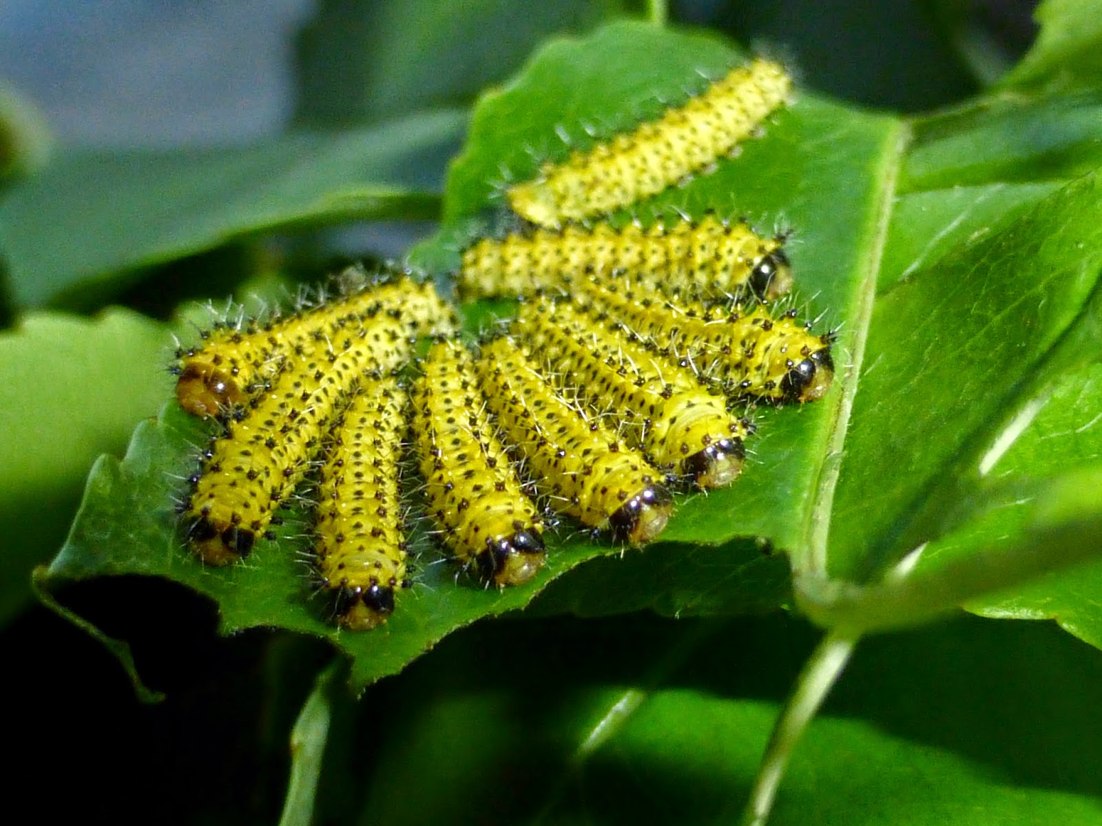 Silkmoths and more: Samia cynthia