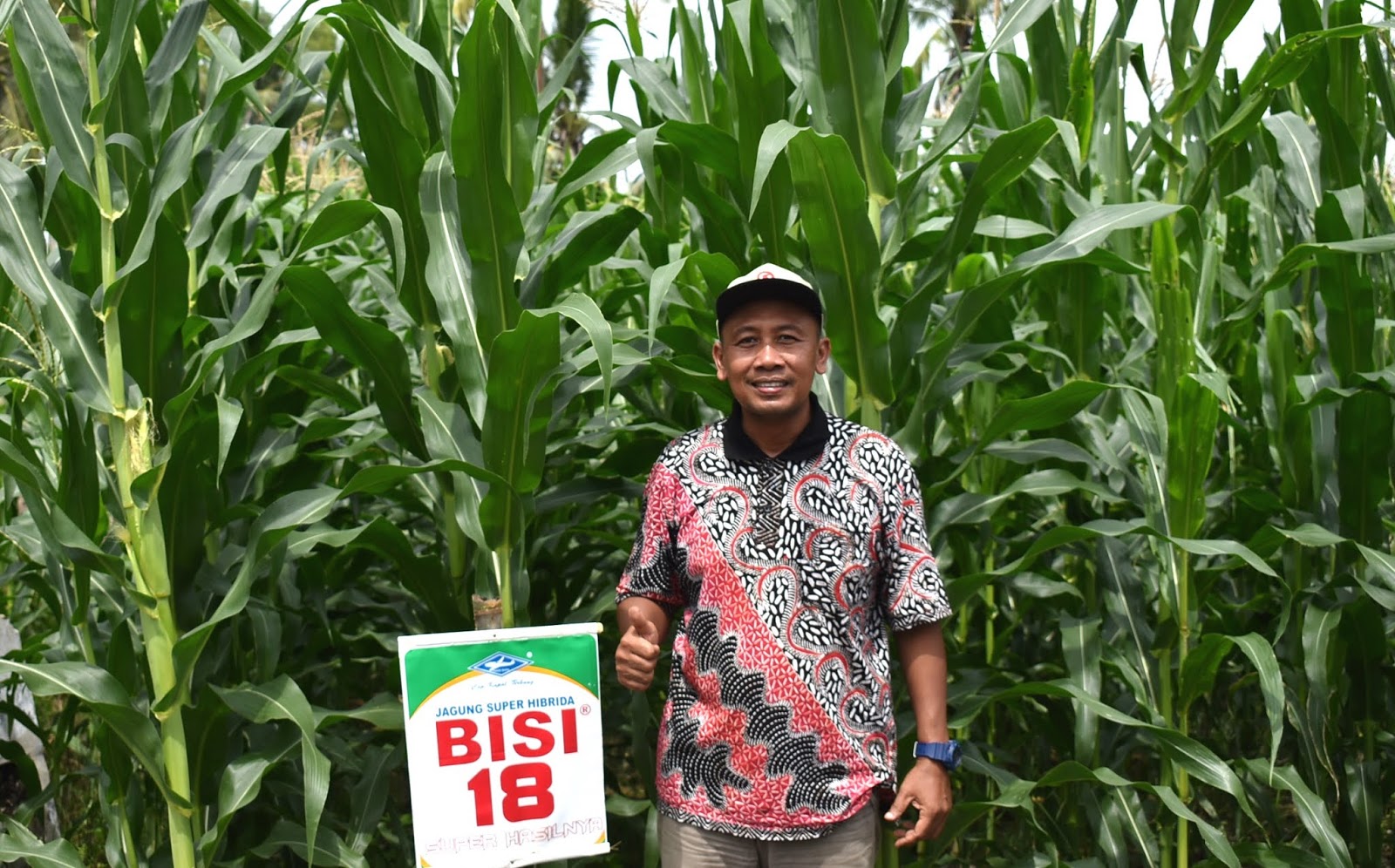 BISI 18, batang kokoh dengan daun yang hijau gelap, dalam penanaman di ...