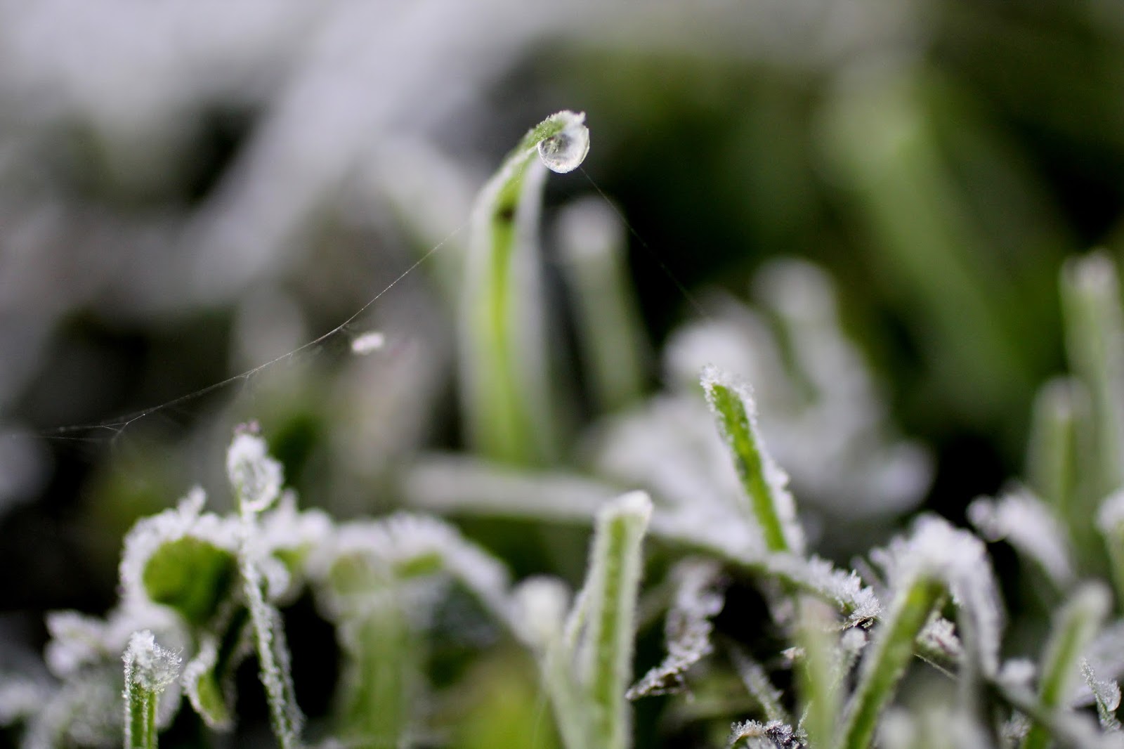 Renaissance: First Frost