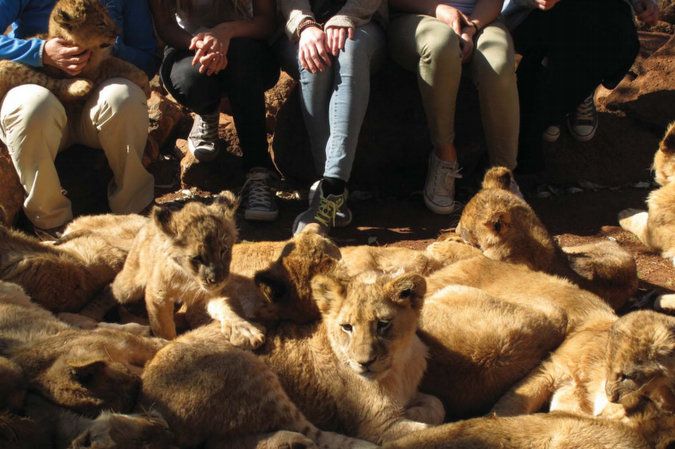 Konsep Terkini Makanan Singa
