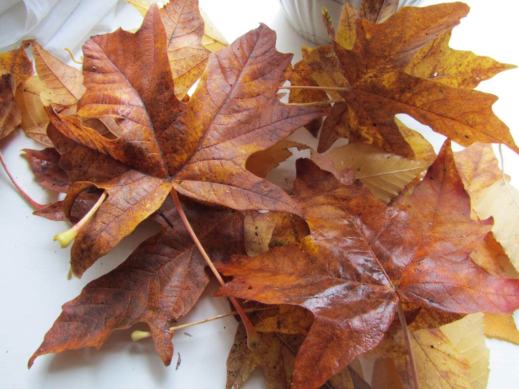 creative savv: Gilded Pressed Leaves: A Modern Twist on a Centuries-Old ...