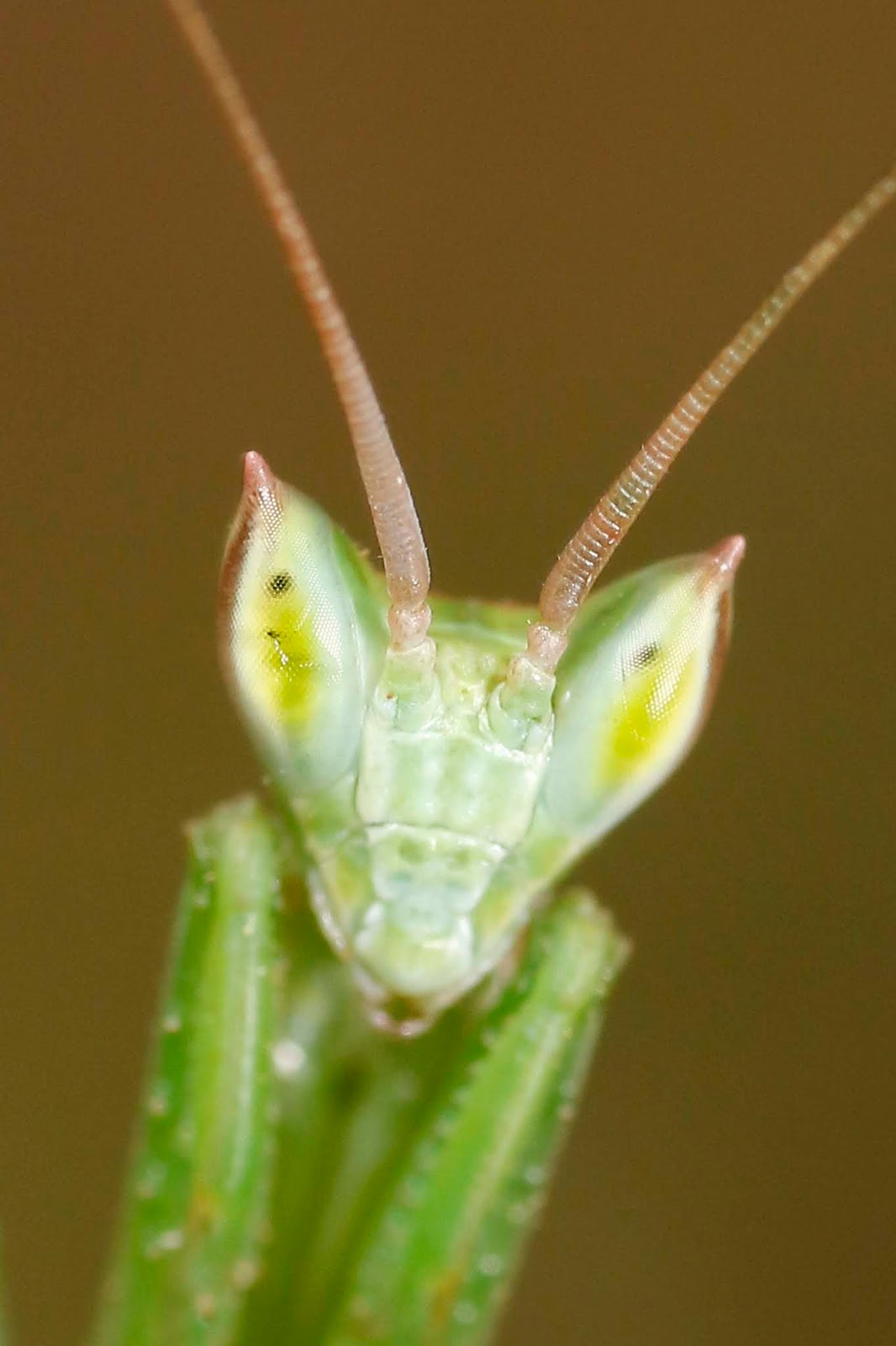 Los Ojuelos de Villarrubia de los Ojos: Nueva cita de la mantis sin ...