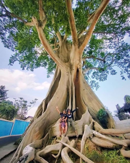 Bayan Ancient Tree, Objek Wisata Marga, Tabanan - Bali - Surya Adnyana