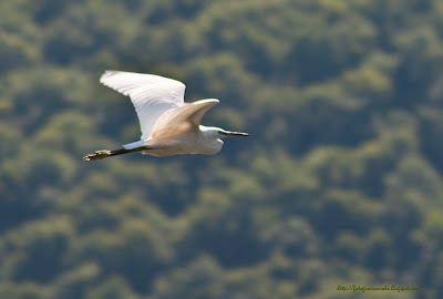 In linii mari: Egrete si cormorani