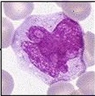 FICHERO DE HEMATOLOGÍA: Morfología normal de elementos celulares ...