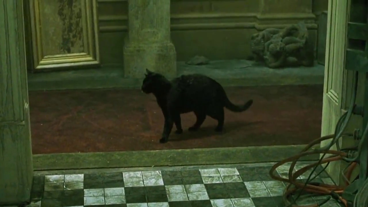 Acorazado Cinéfilo. Francisco Huertas Hernández: Cats on film: Great ...