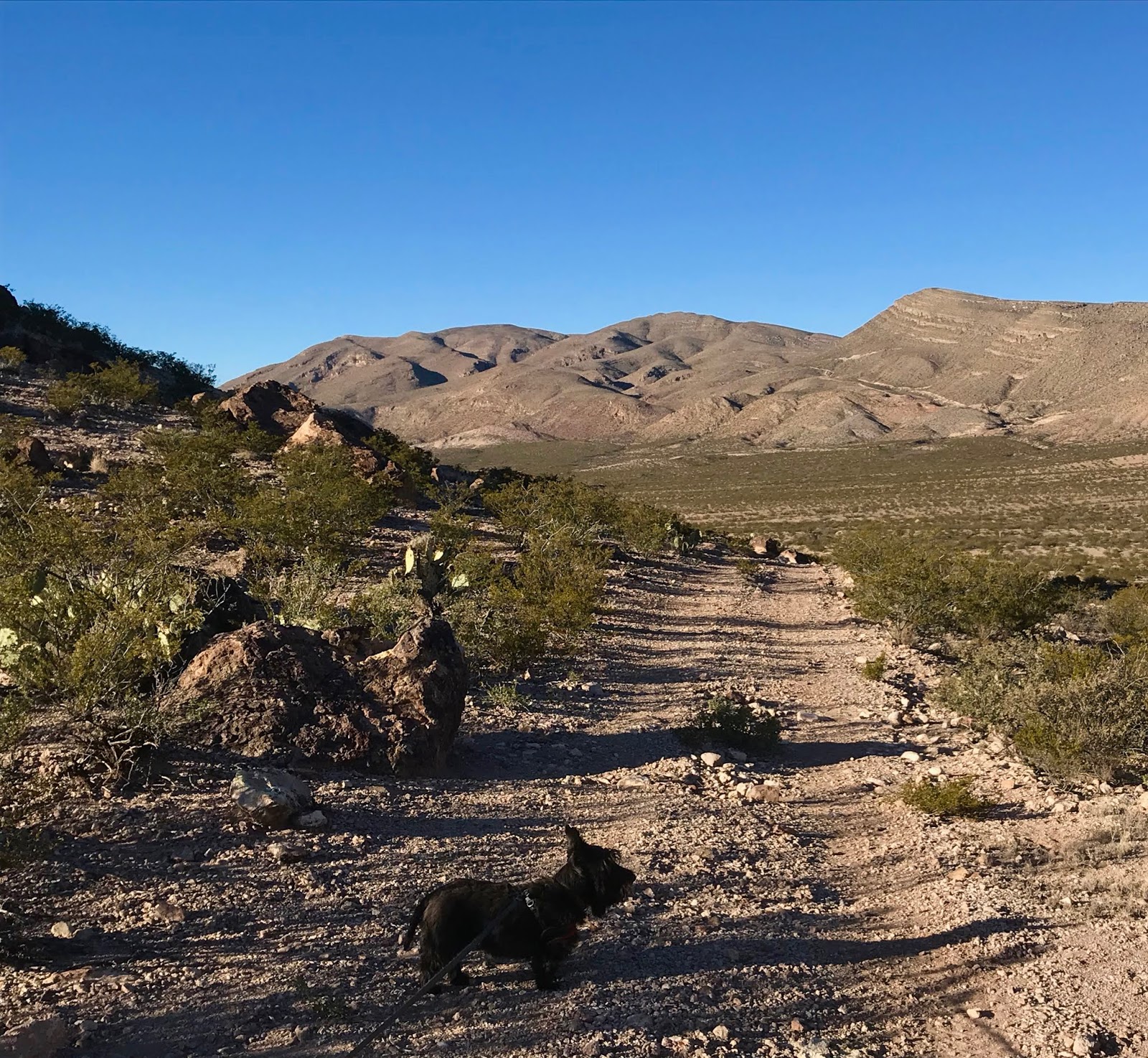 Southern New Mexico Explorer: Whitethorn Canyon - Caballo Mountains