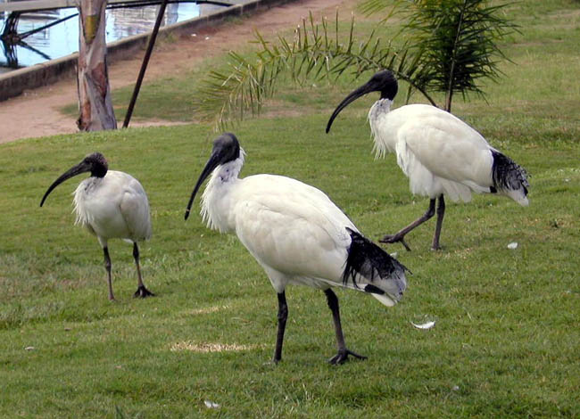 World All Animals: Ibis Beautiful birds