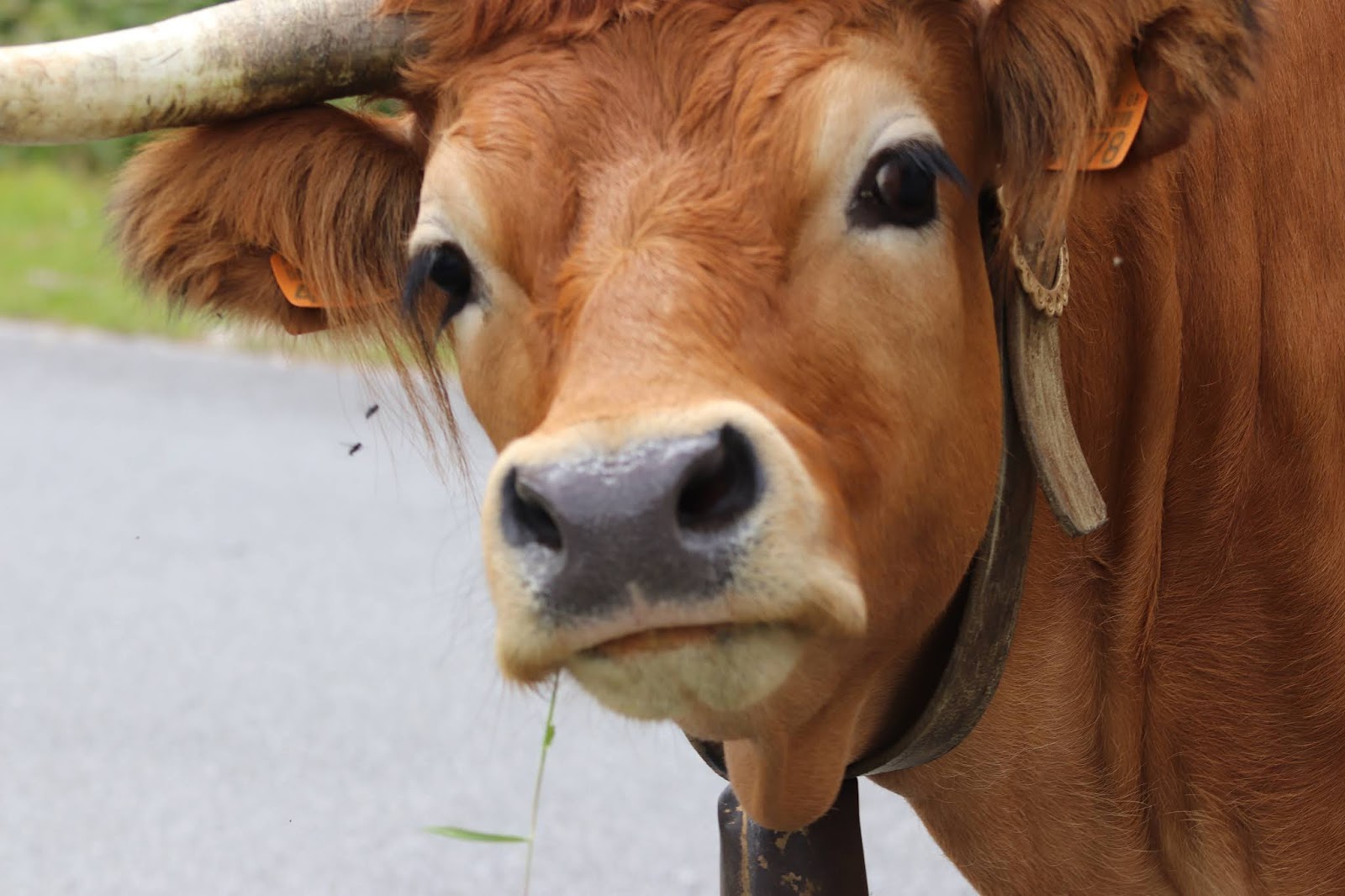 Anabela Magalhães: Animais da Aboboreira em Tempo de Pandemia