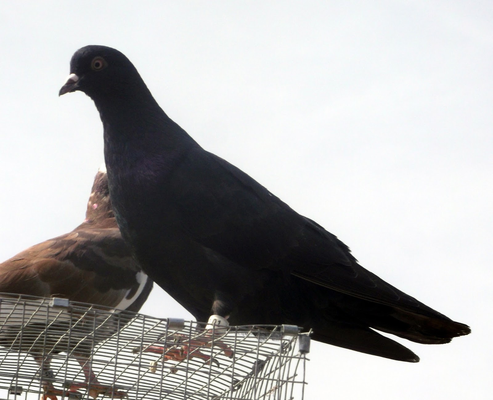 Birmingham Rollers and North American Roller Pigeons: June 2016
