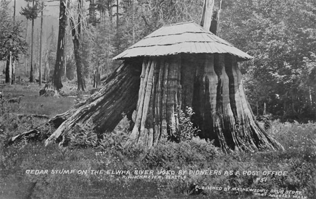 Amazing Vintage Photos of Houses Carved Inside Massive Tree Stumps in ...