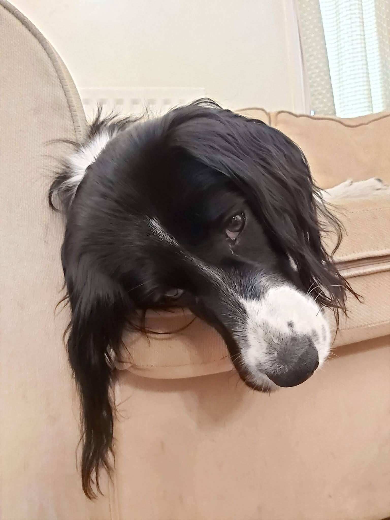 Chelsea The Sprollie: What is a sprollie?