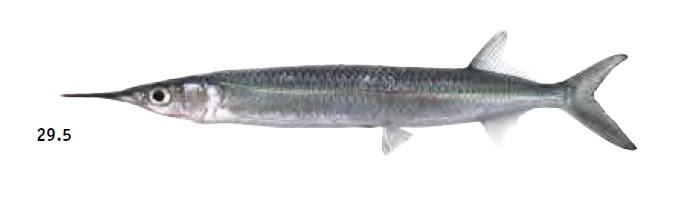 Ikan Oras, Julung-julung, Cang-cing Atau Quoy’s Halfbeak (Hyporhamphus ... Ikan Oras, Julung-julung, Cang-cing Atau Quoy’s Halfbeak (Hyporhamphus ...