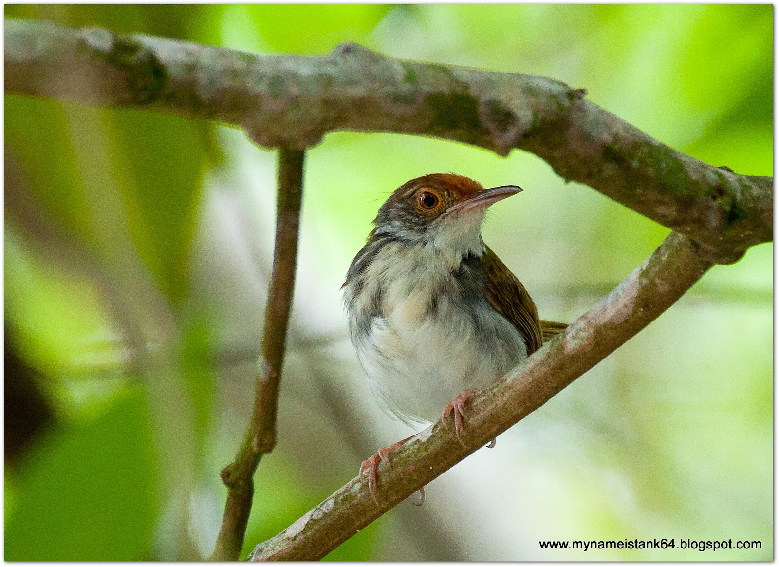 Birds of Malaysia @ mynameistank64: The Tailor Bird ...