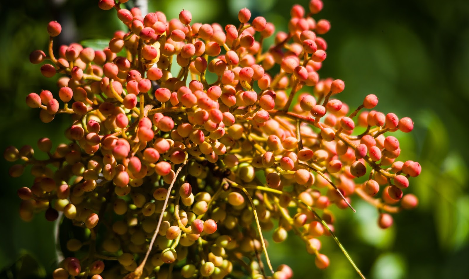 Walking Arizona: Chinese Pistachio