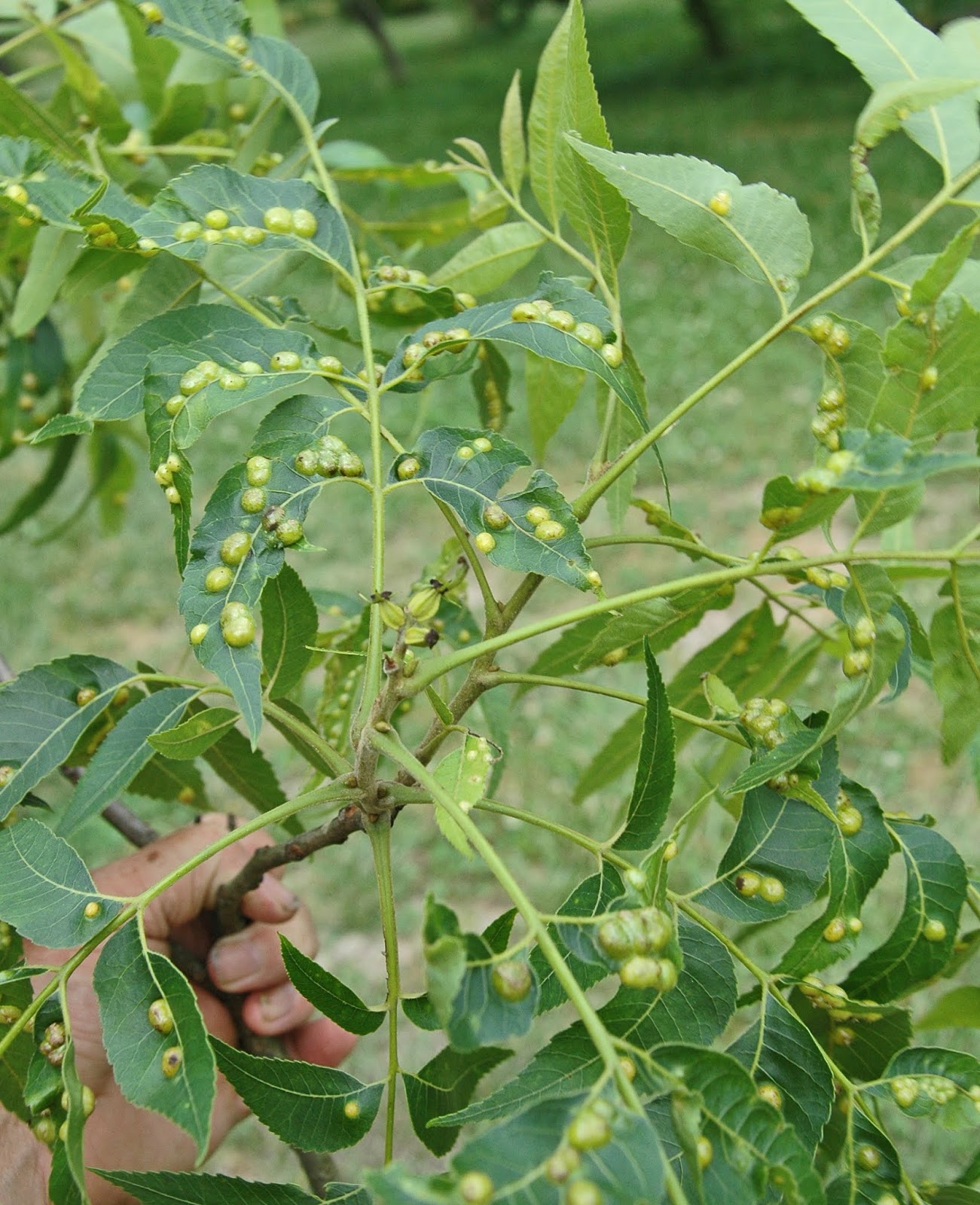 Northern Pecans: A bad case of pecan leaf phylloxera